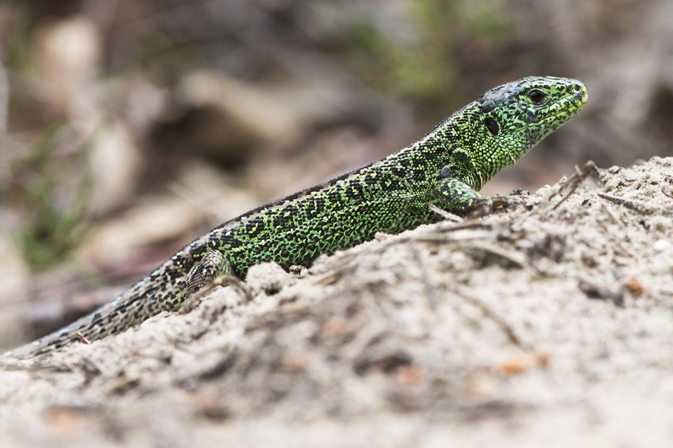 Unsere Schlangen, Schleichen und Echsen: Heimische Reptilien im Blick ...