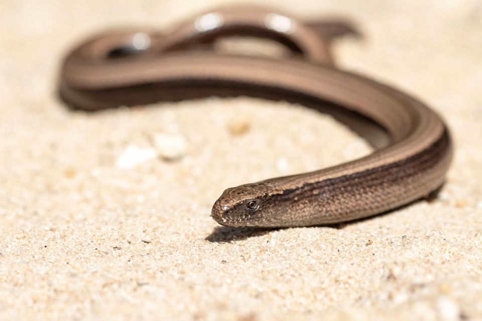 Unsere Schlangen, Schleichen und Echsen: Heimische Reptilien im Blick ...