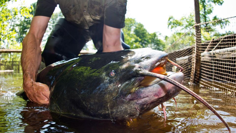 Beißwütige Welse: Wieso verletzten Fische Badende am Baggersee? | STERN.de