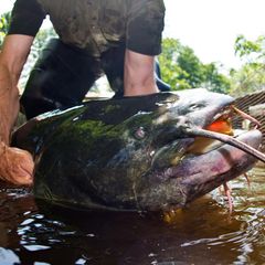 Wieder Wels-Angriff auf Schwimmer in Brombachsee | STERN.de