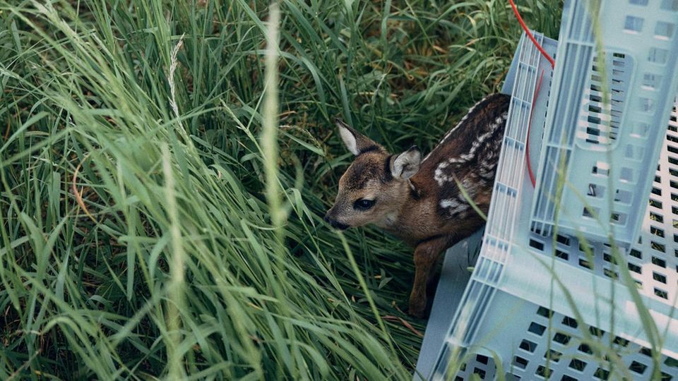 Rehkitzrettung per Drohne: Helfer holen Kitze aus Wiesen und Felder ...