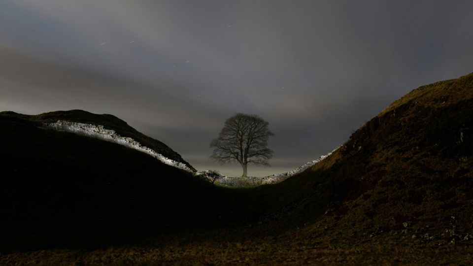 Strafmaßverkündung nach Fällung von berühmtem "Robin Hood"-Baum in ...