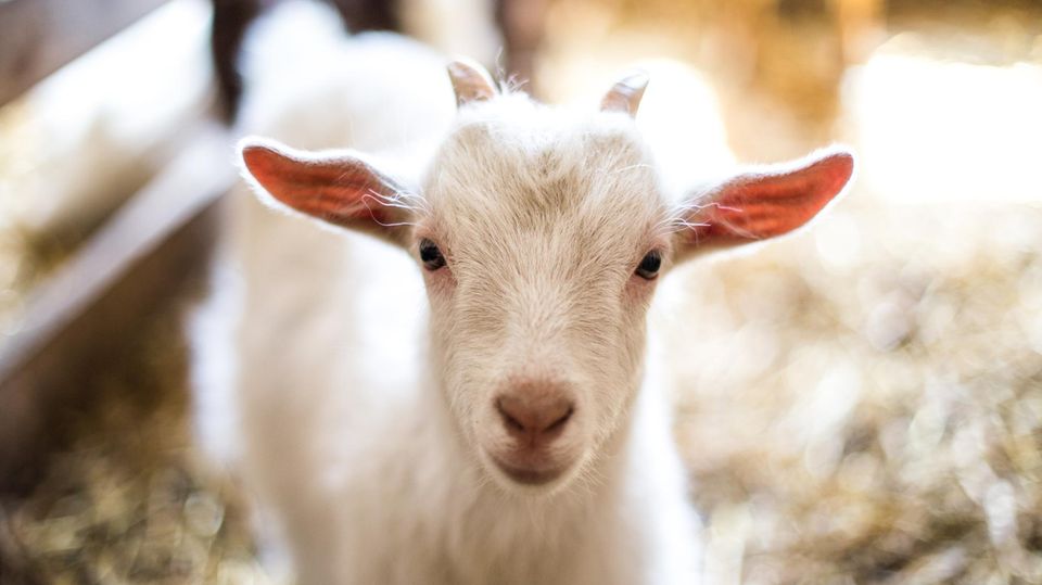Mann soll Ziege sexuell missbraucht haben – Fahndung in Bayern | STERN.de
