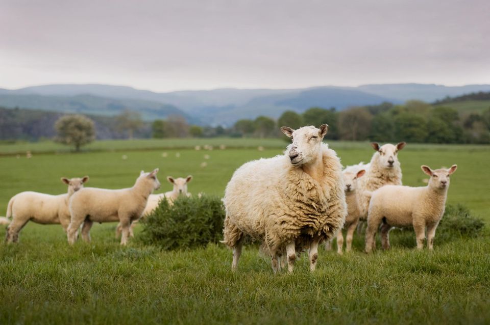 Flauschige Tiere: Das sind die süßesten Tiere mit fluffigem Fell | STERN.de