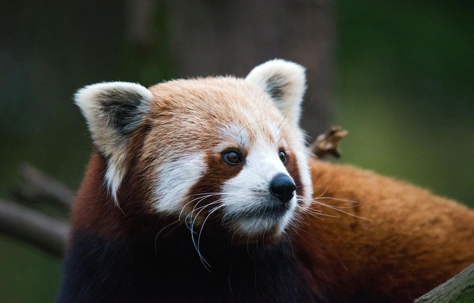 Flauschige Tiere: Das sind die süßesten Tiere mit fluffigem Fell | STERN.de