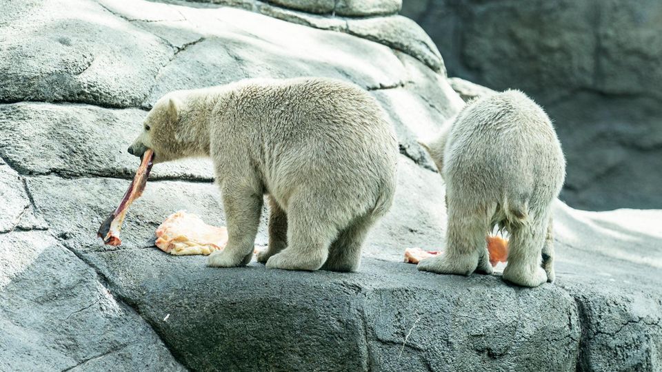 Zoo in Dänemark bittet um Haustierspenden – um sie zu verfüttern | STERN.de