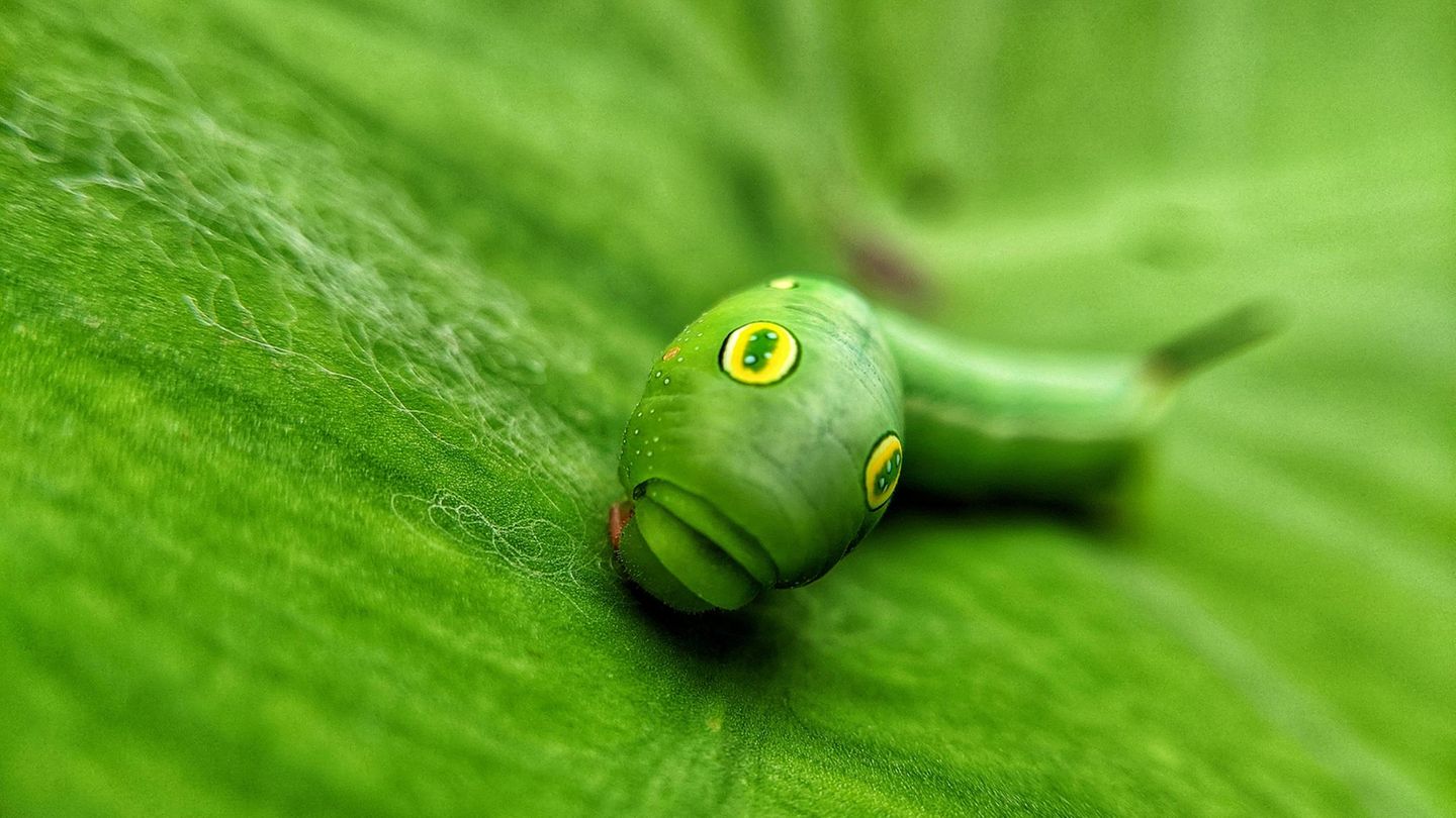 Tiere, die lügen: Sieben Naturtalente im Flunkern | STERN.de