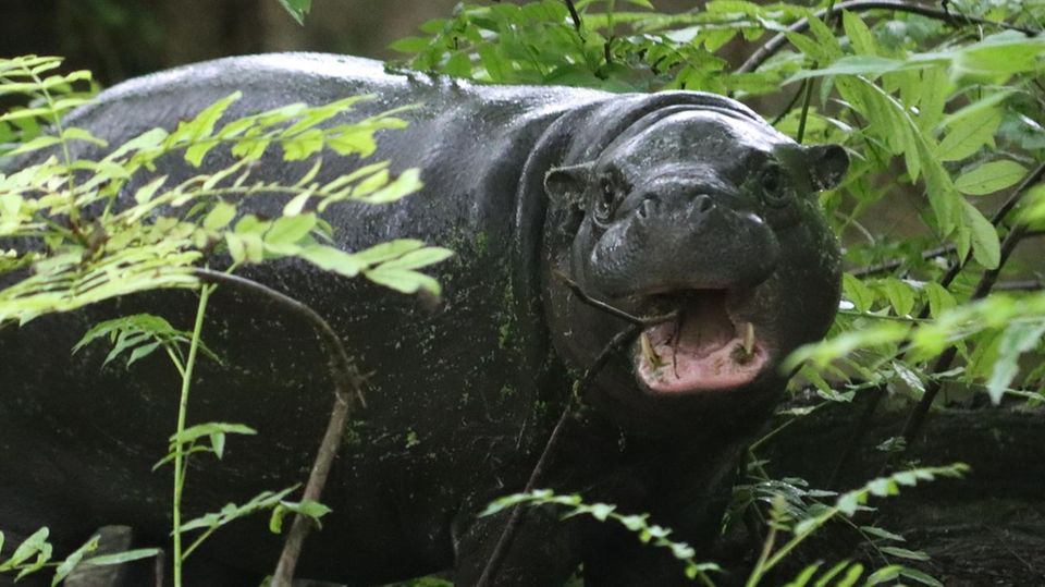 Mini-Hippo Toni: Zahlreiche Besucher sagen Goodbye | STERN.de