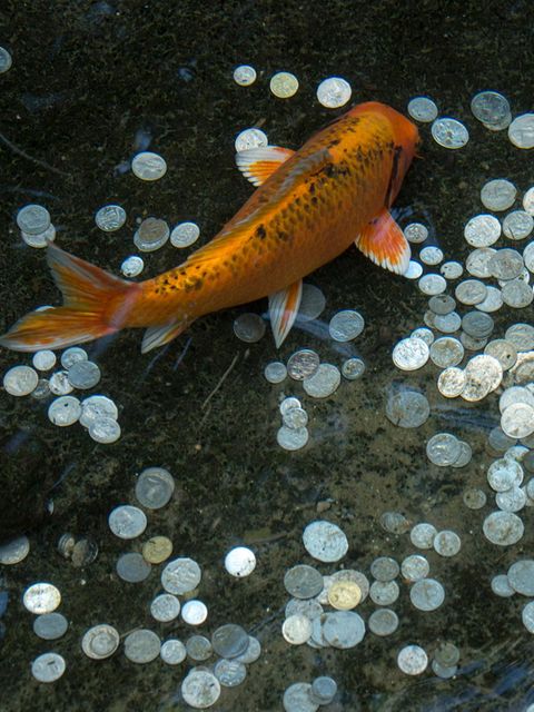 Ein Goldfisch schwimmt über Geldmünzen im Teich