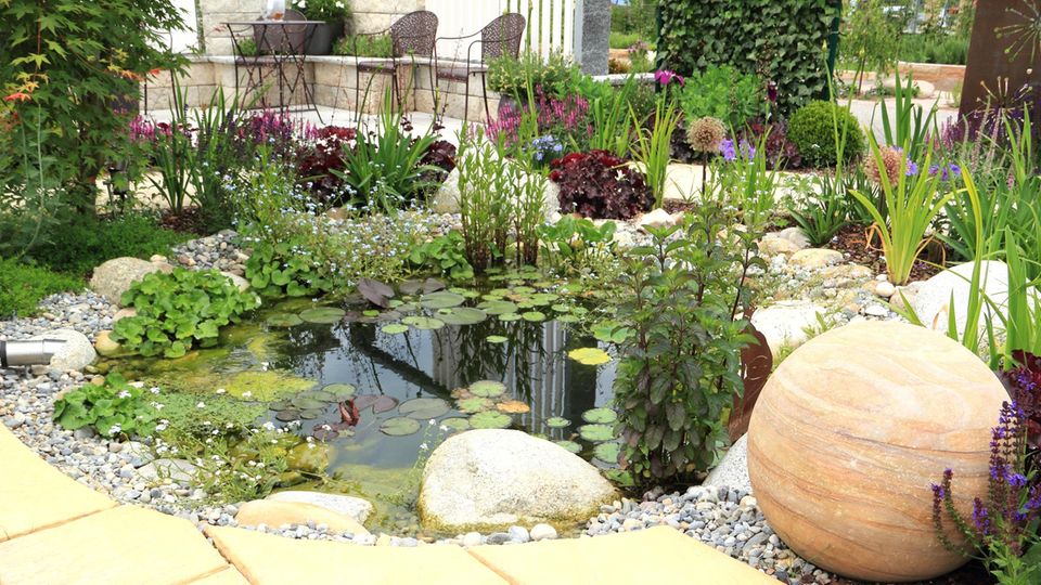 Wasserpflanzen Für Den Teich
