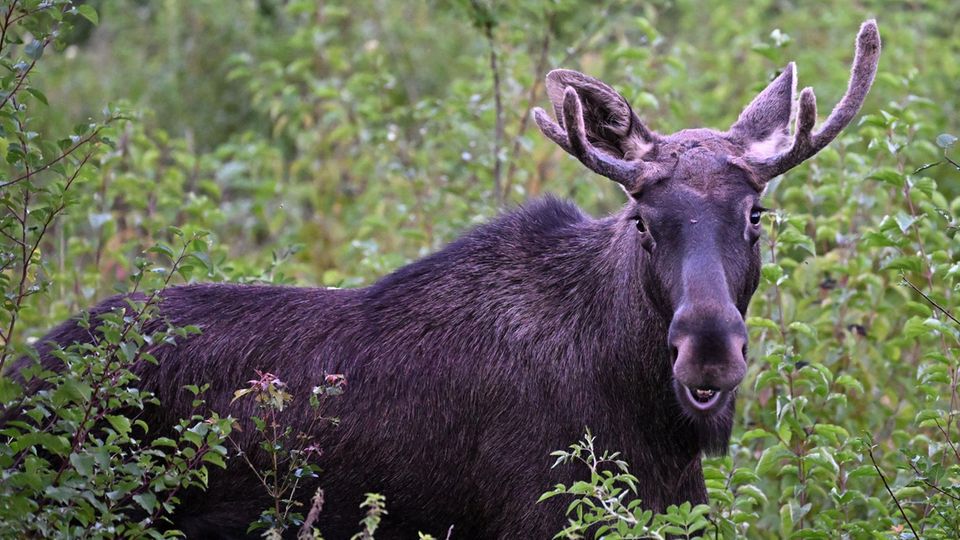 Promi-Elch begeistert Österreich: Ein Sommer mit Emil | STERN.de