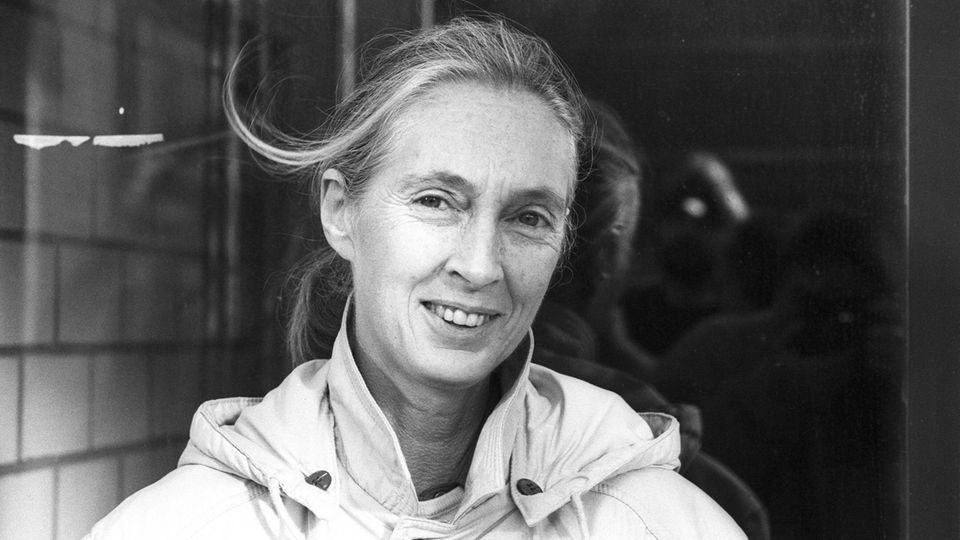Jane Goodall: Die besten Bilder aus dem Leben der "Schimpansen-Mama ...