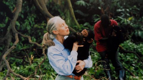 Jane Goodall: Die besten Bilder aus dem Leben der "Schimpansen-Mama ...