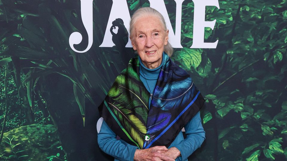 Jane Goodall: Die besten Bilder aus dem Leben der "Schimpansen-Mama" | STERN.de