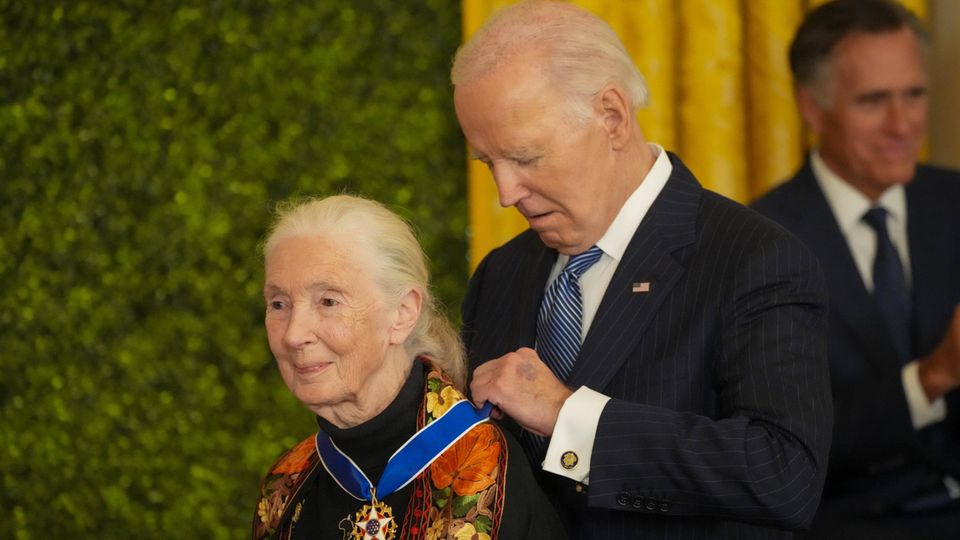 Jane Goodall: Die besten Bilder aus dem Leben der "Schimpansen-Mama ...