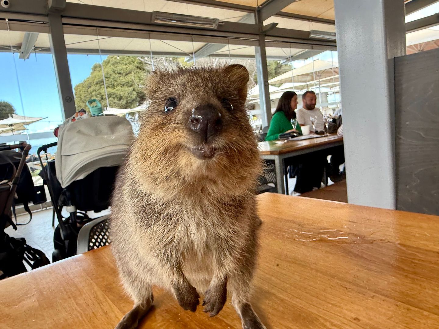 Meme De Quokka