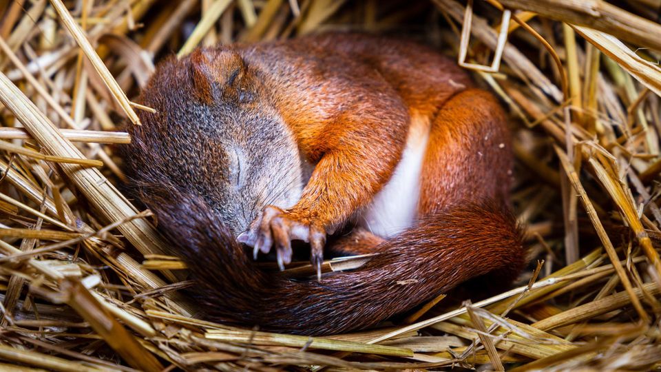 Der Winterschlaf bei Igel, Dachs und Co. – So überleben Tiere die Kälte ...