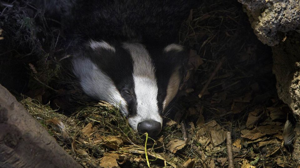 Der Winterschlaf bei Igel, Dachs und Co. – So überleben Tiere die Kälte ...