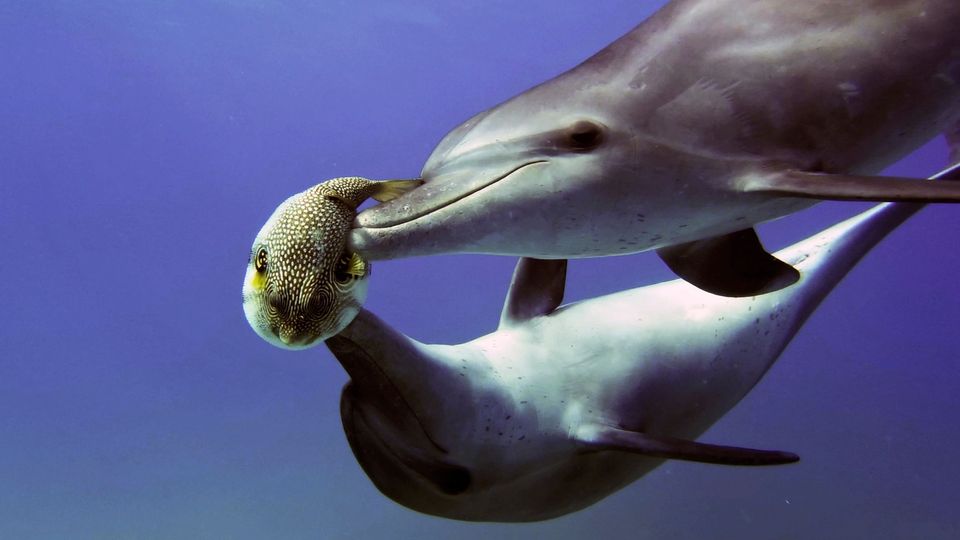 Tiere, die sich mit Gift oder fermentiertem Obst berauschen | STERN.de