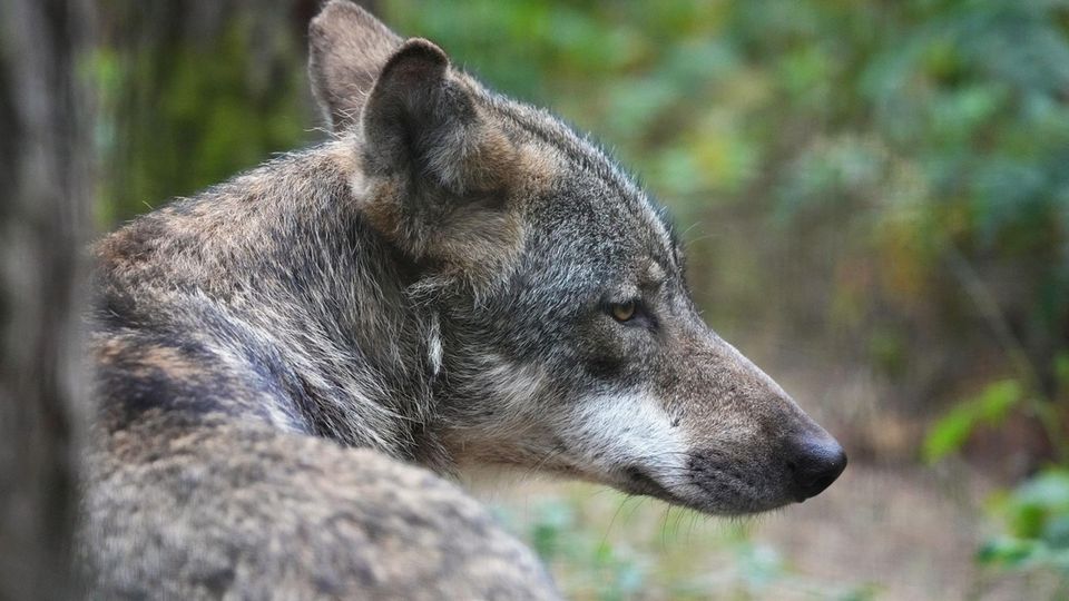 Wolf läuft durch Innenstadt von Lüdenscheid – Polizei im Einsatz | STERN.de