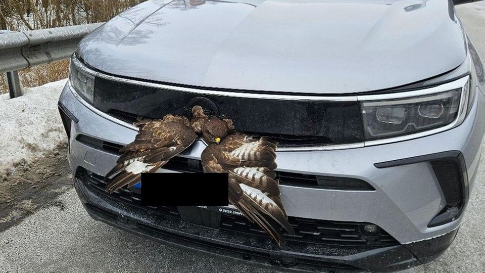 Bussard klemmt nach Kollision auf Autobahn A20 im Kühlergrill | STERN.de