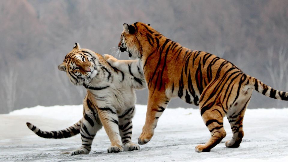 Wildtiere in der Stadt: Wenn die City zum Zoo wird | STERN.de