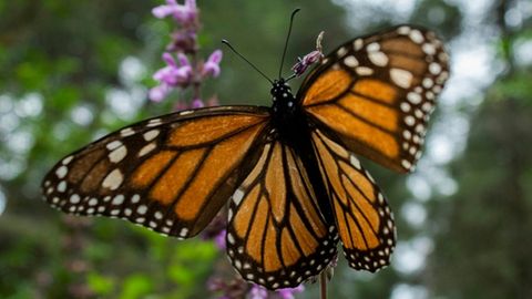 WWF-Zählung: Gefährdete Monarchfalter erholen sich trotz andauernder ...