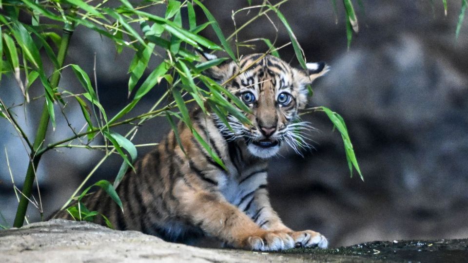 Junges Sumatra-Tiger-Weibchen im Berliner Tierpark heißt Lilly | STERN.de