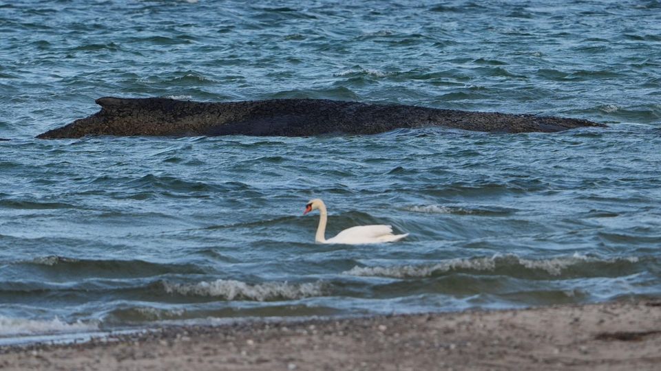 Ein Wal hat sich nach Niendorf verirrt – Tag drei der Rettungsversuche ...