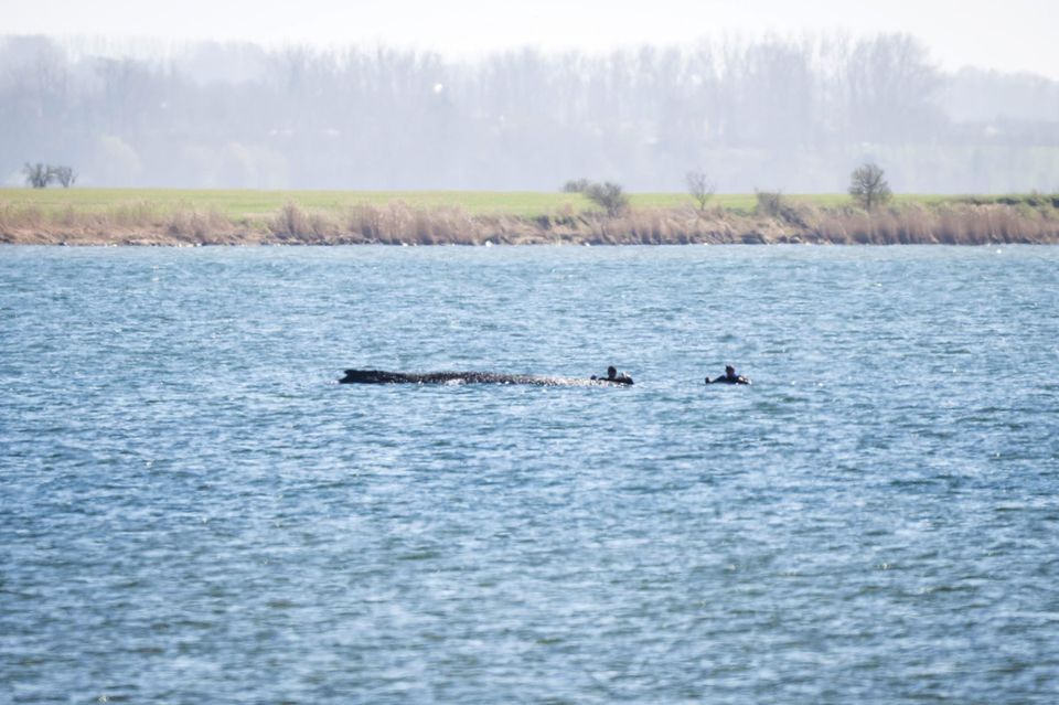 Der Buckelwal In Ostsee Er Ist Nicht Allein Mit Dem Traurigen