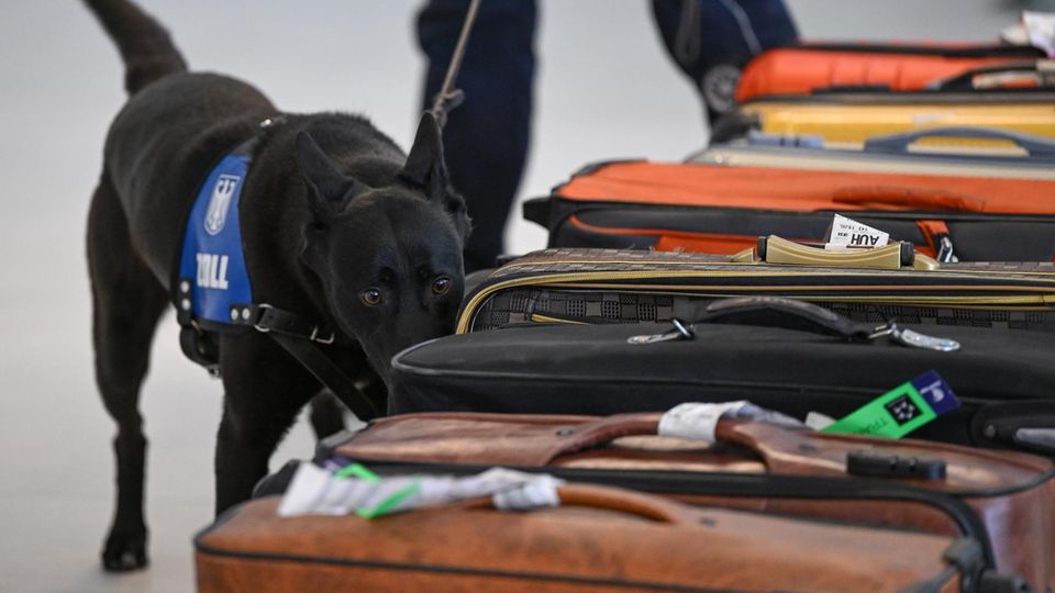 Kommissar Rex ist zurück: Sieben Gründe, wieso Hunde Superhelden sind ...