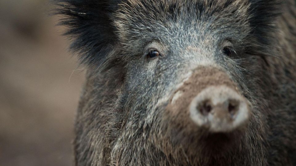 Nürnberg: Wildschwein verletzt Frau – und flüchtet | STERN.de
