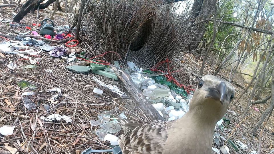 Entdeckung in Australien: Mit Handschellen auf Brautschau: Stadtvögel ...