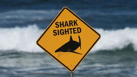 Dritter tödlicher Hai-Angriff in Australien binnen drei Wochen | STERN.de