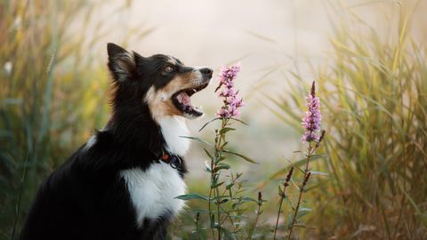 Blogger-Hund wohl gestohlen, geschlachtet und in Restaurant serviert ...