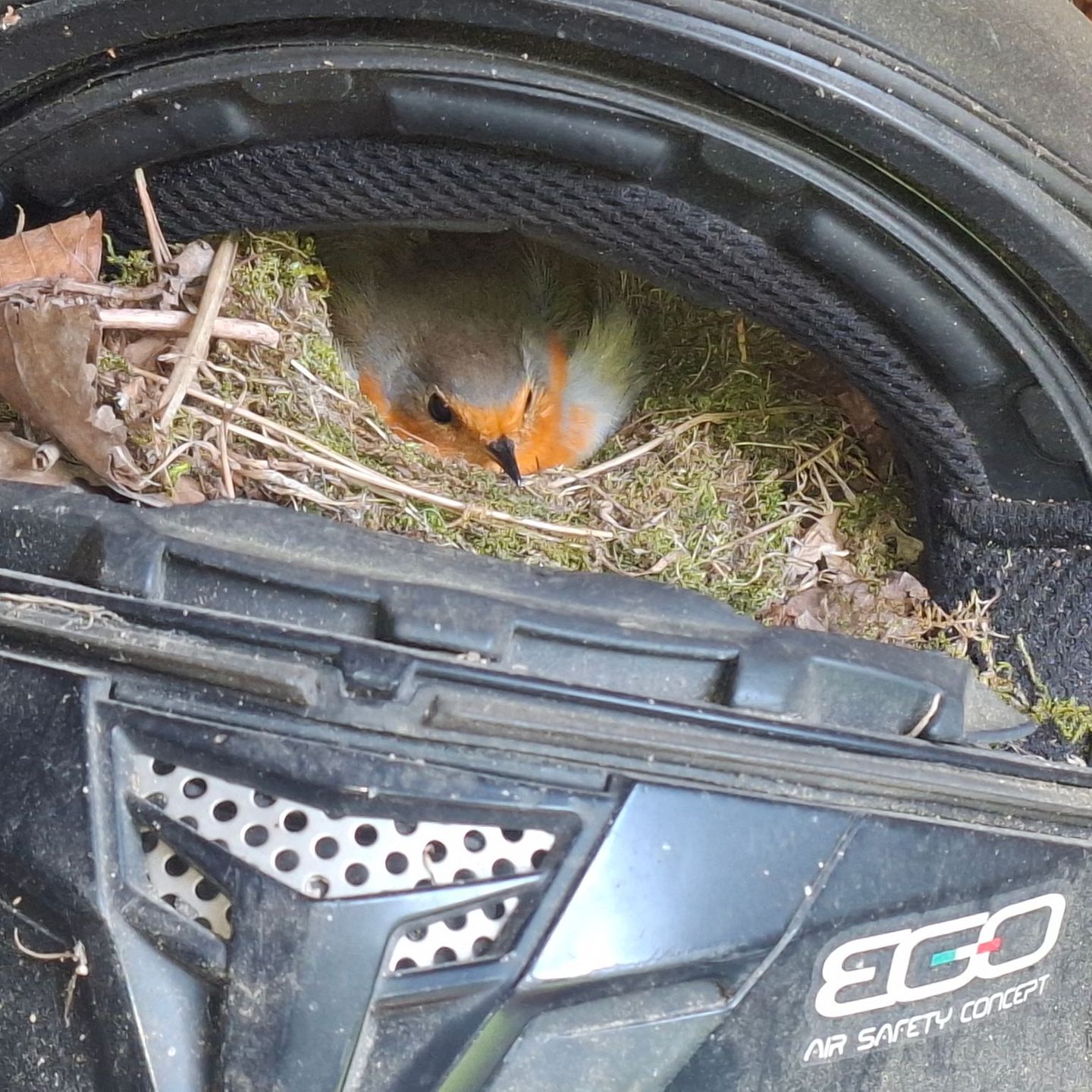 Robin builds nest and lays eggs in motorcycle helmet in Gütersloh ...