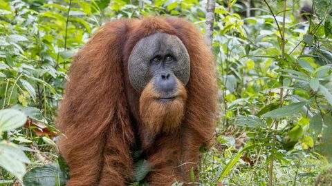 Seltene Orang-Utan-Art auf Sumatra durch Zyklon fast ausgerottet | STERN.de