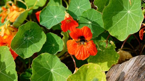 Bienen und Hummeln mögen diese acht Blumen auf dem Balkon sehr gerne ...