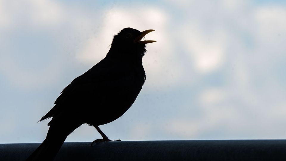 Naturschutz: Vogelgesang: Wer piept denn da? | STERN.de