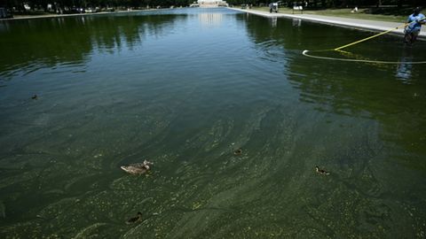 Washington: Von Trump renoviertes Wasserbecken von Algen befallen ...
