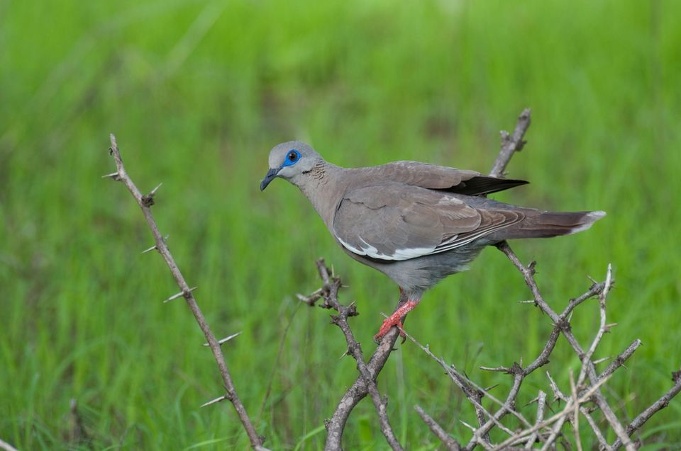 Unterschätzte Paradiesvögel zum Staunen: Die bunte Welt der Tauben ...