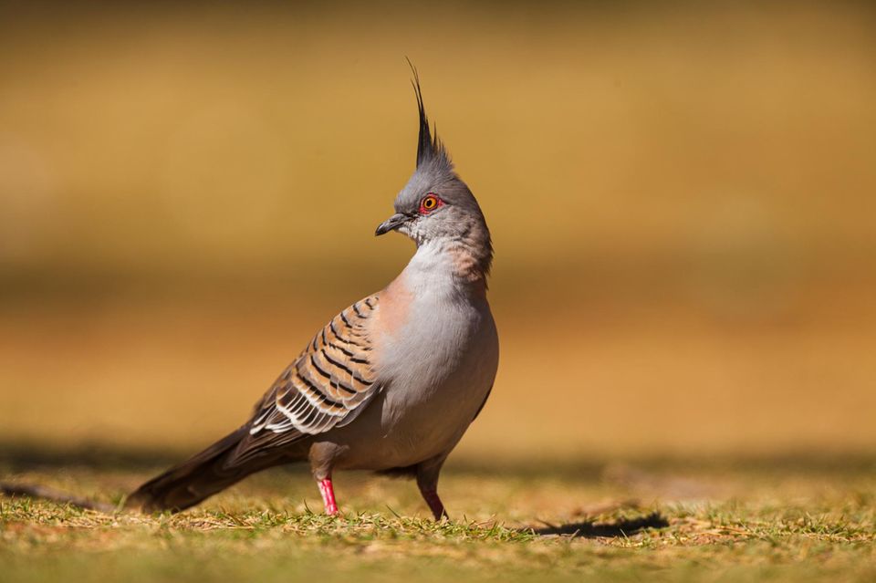 Unterschätzte Paradiesvögel zum Staunen: Die bunte Welt der Tauben ...