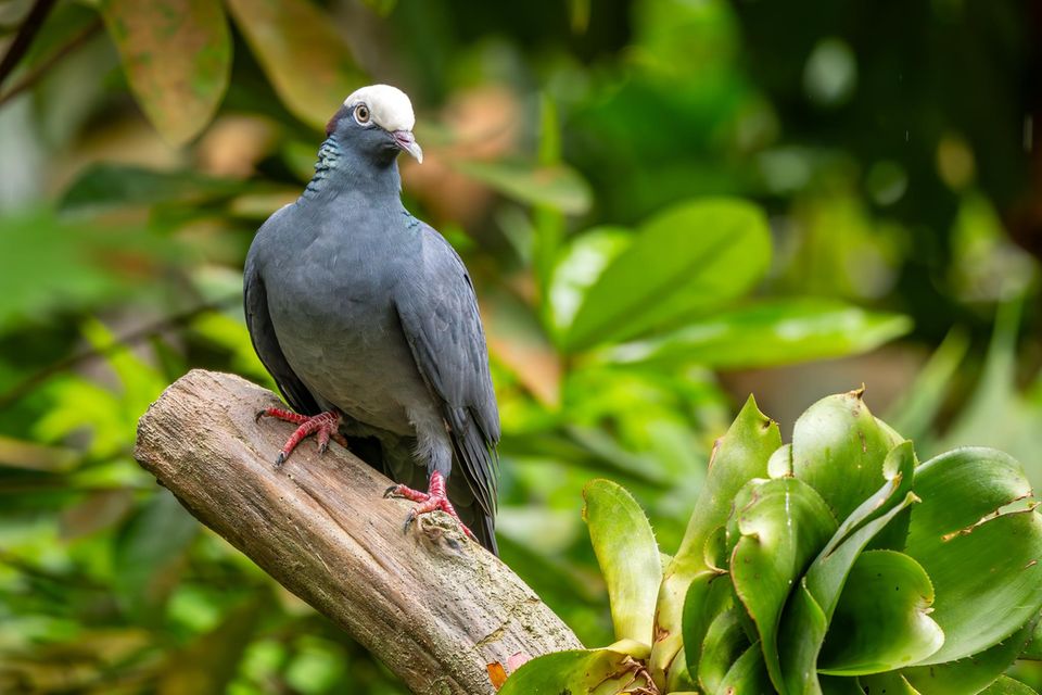 Unterschätzte Paradiesvögel zum Staunen: Die bunte Welt der Tauben ...