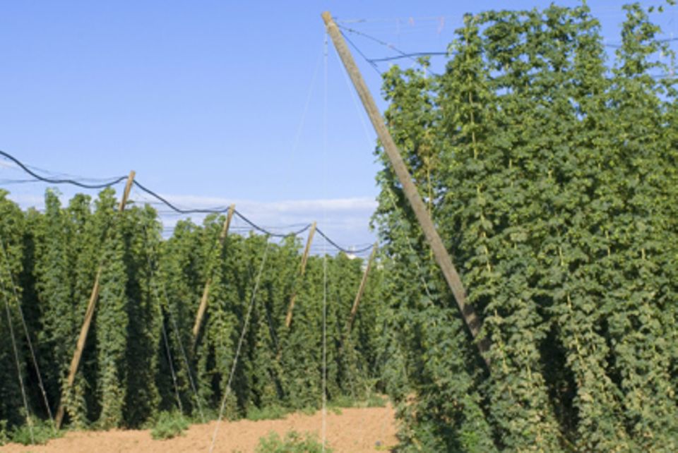 Hopfen: Der Stoff aus dem die Biere sind | STERN.de