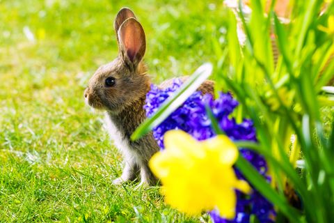 Osterhase im Interview: Schokohasen und Schokoladeneier für 80 ...