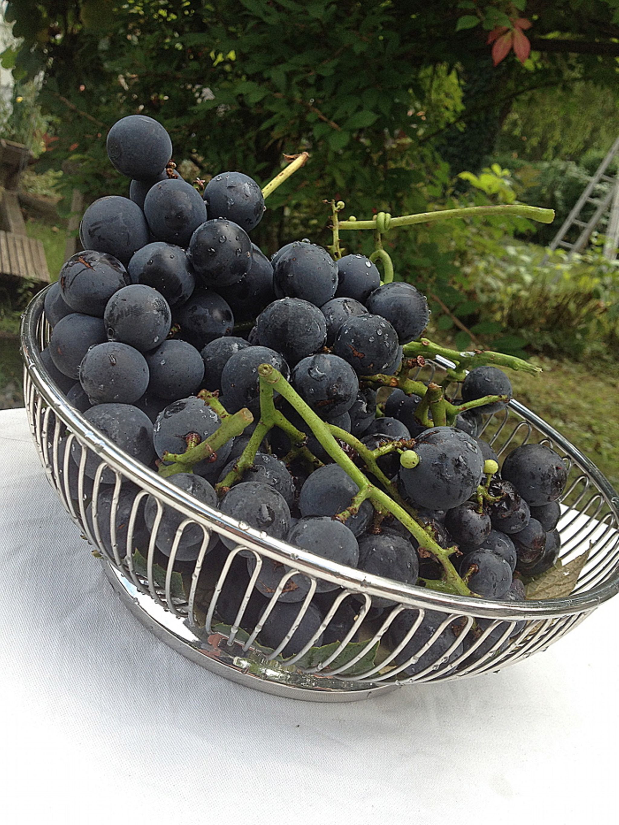 Gutes aus dem Küchengarten: Ernten, Samen und viel neues Leben | STERN.de