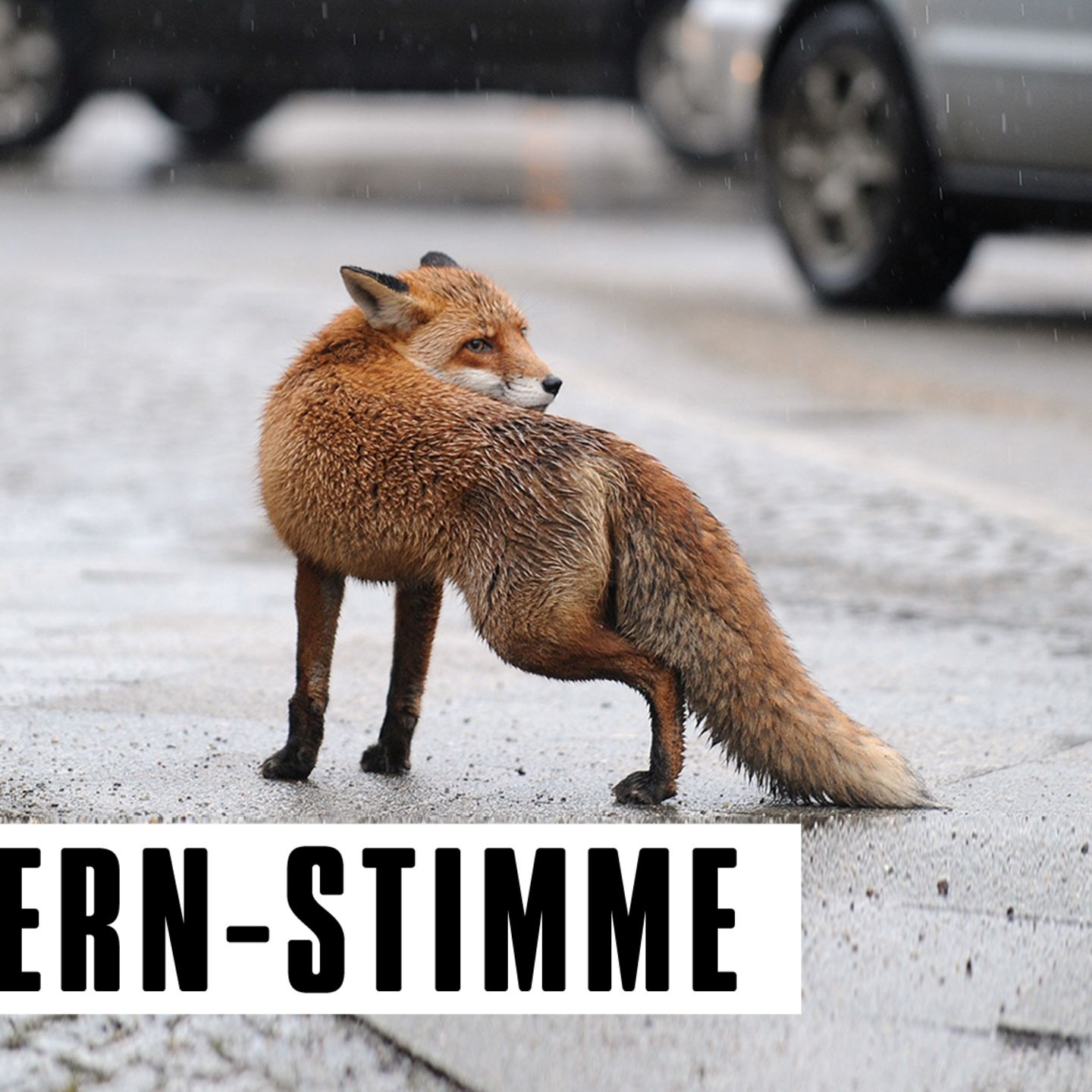 Bekiffter Fuchs Meme