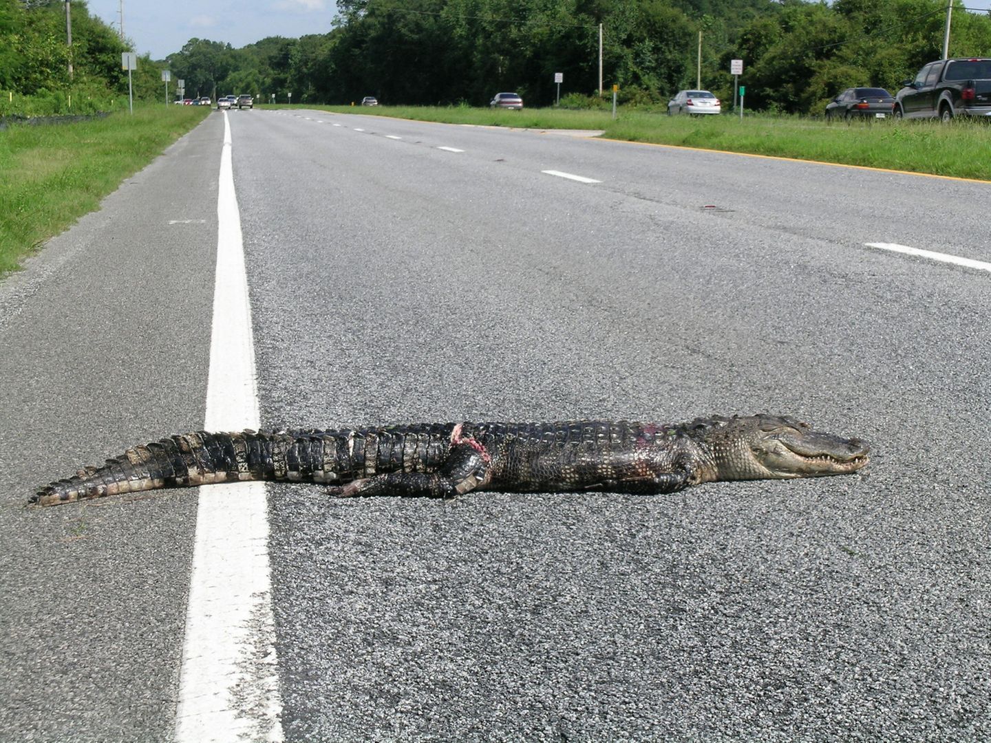 Se Deg Senere Alligator Amerikanischer Alligator, Der über Der