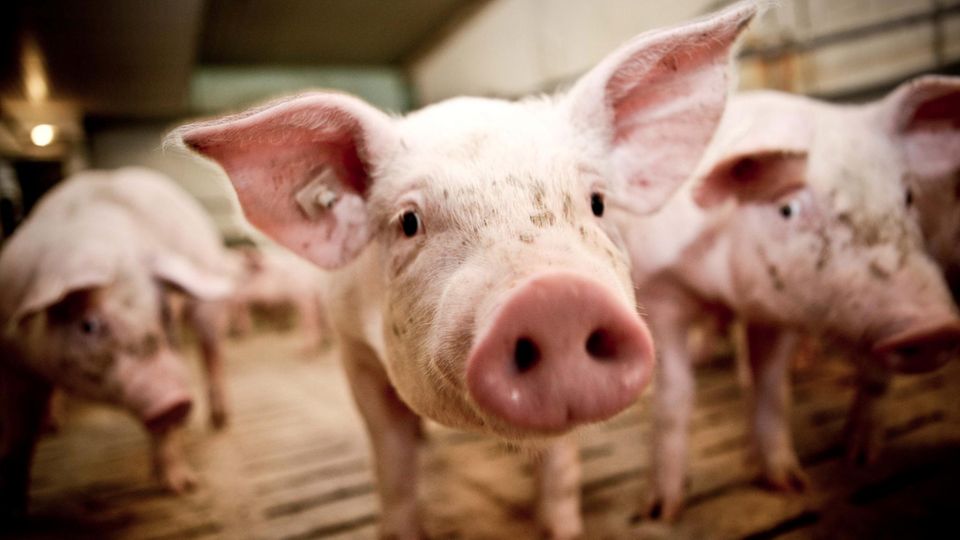 Schweinerei | STERN.de