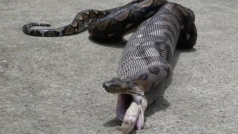 Python in London: Frau wacht auf und findet Schlange neben sich im Bett ...